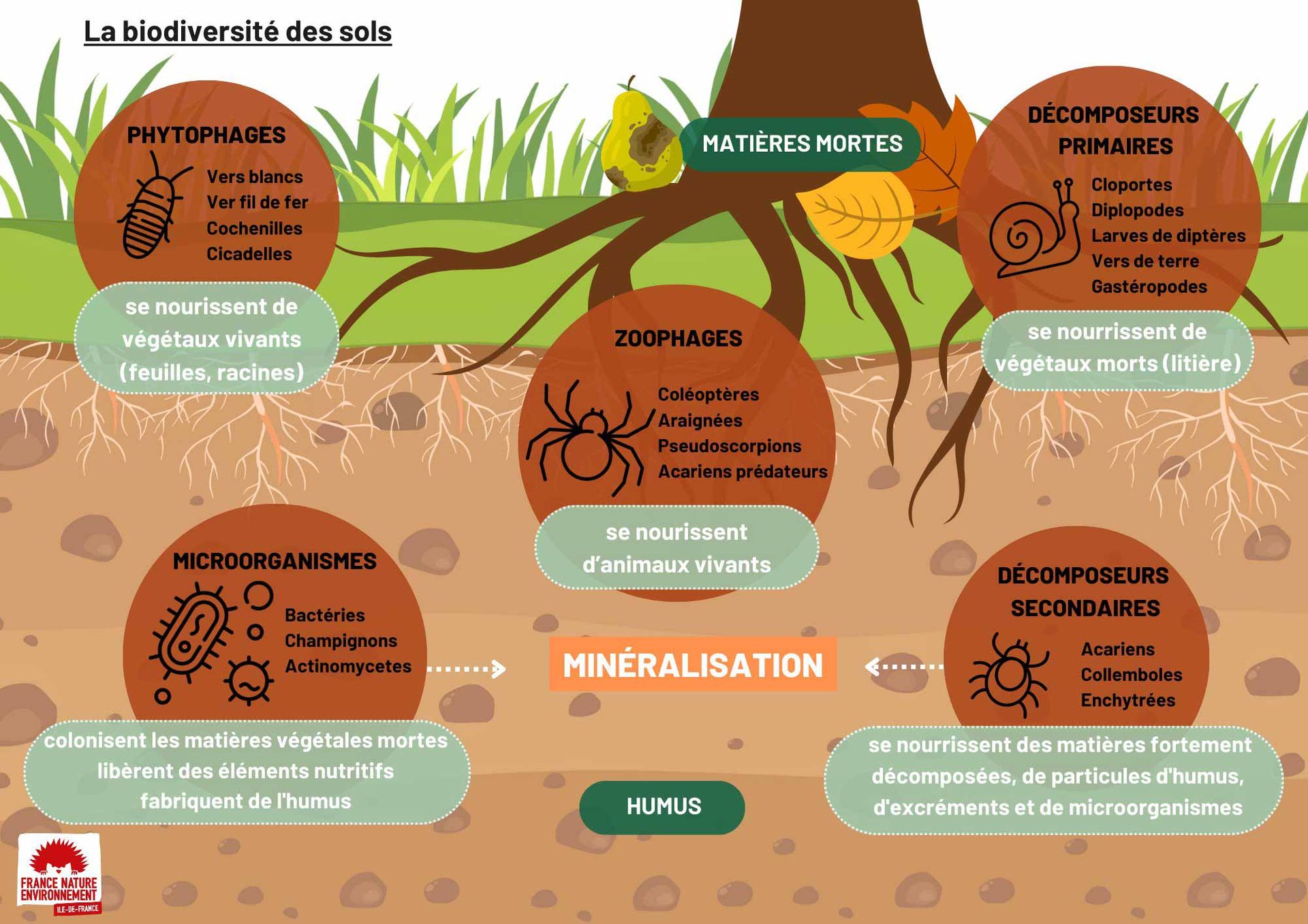 Sauvegarde Forêts Île-de-France